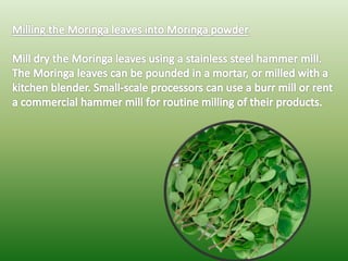 Moringa leaves powder preparation | PPT