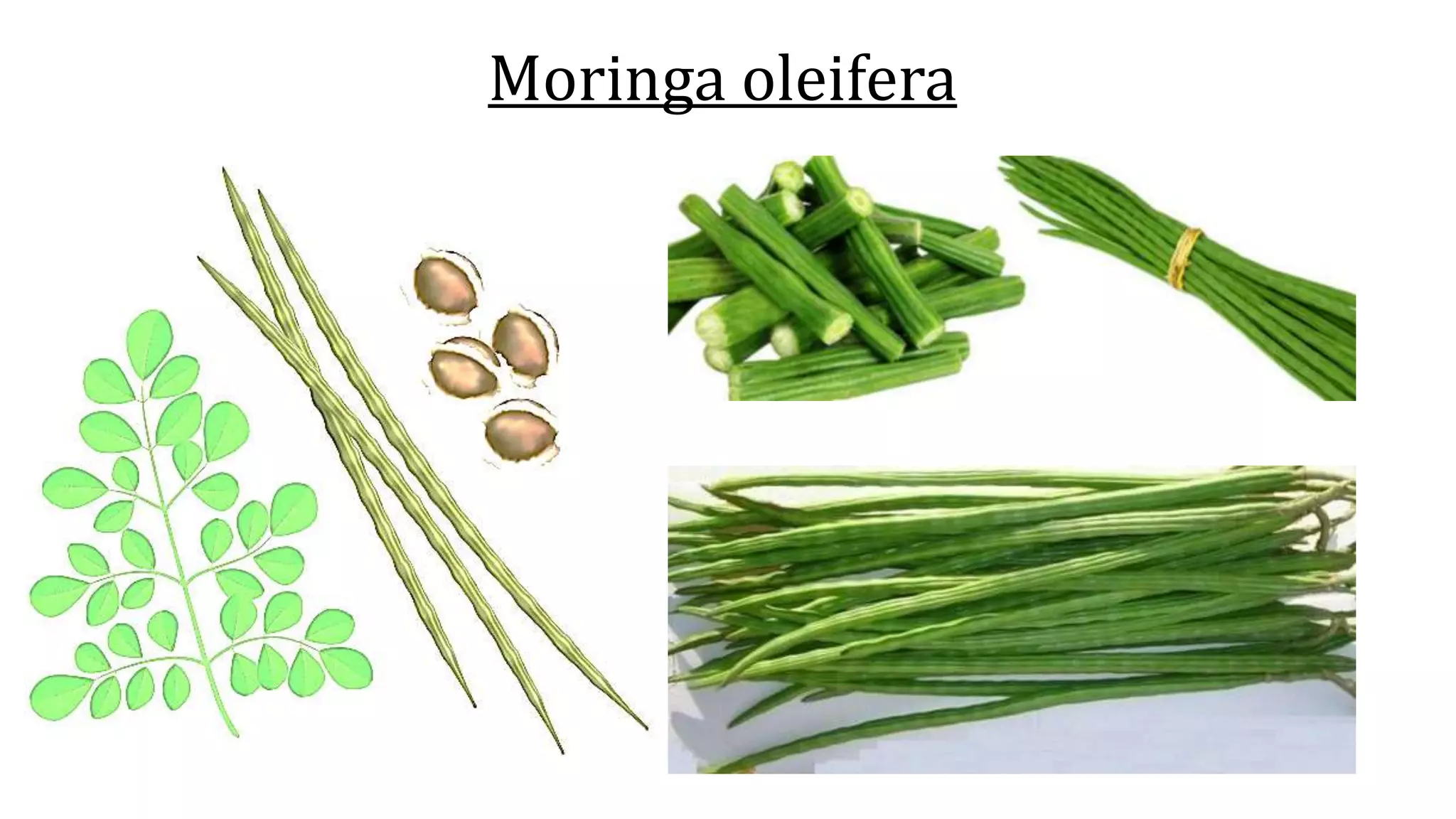MORINGA OLEIFERA PRESENTATION.pptx
