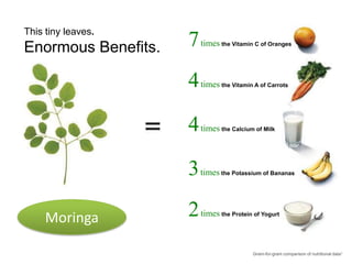 Moringa presentation 03202011 | PPTX