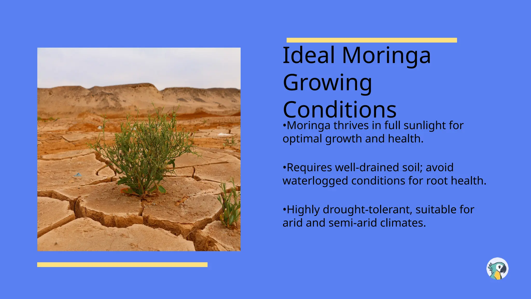 Moringa_The_Miracle_Tree....... (1).pptx