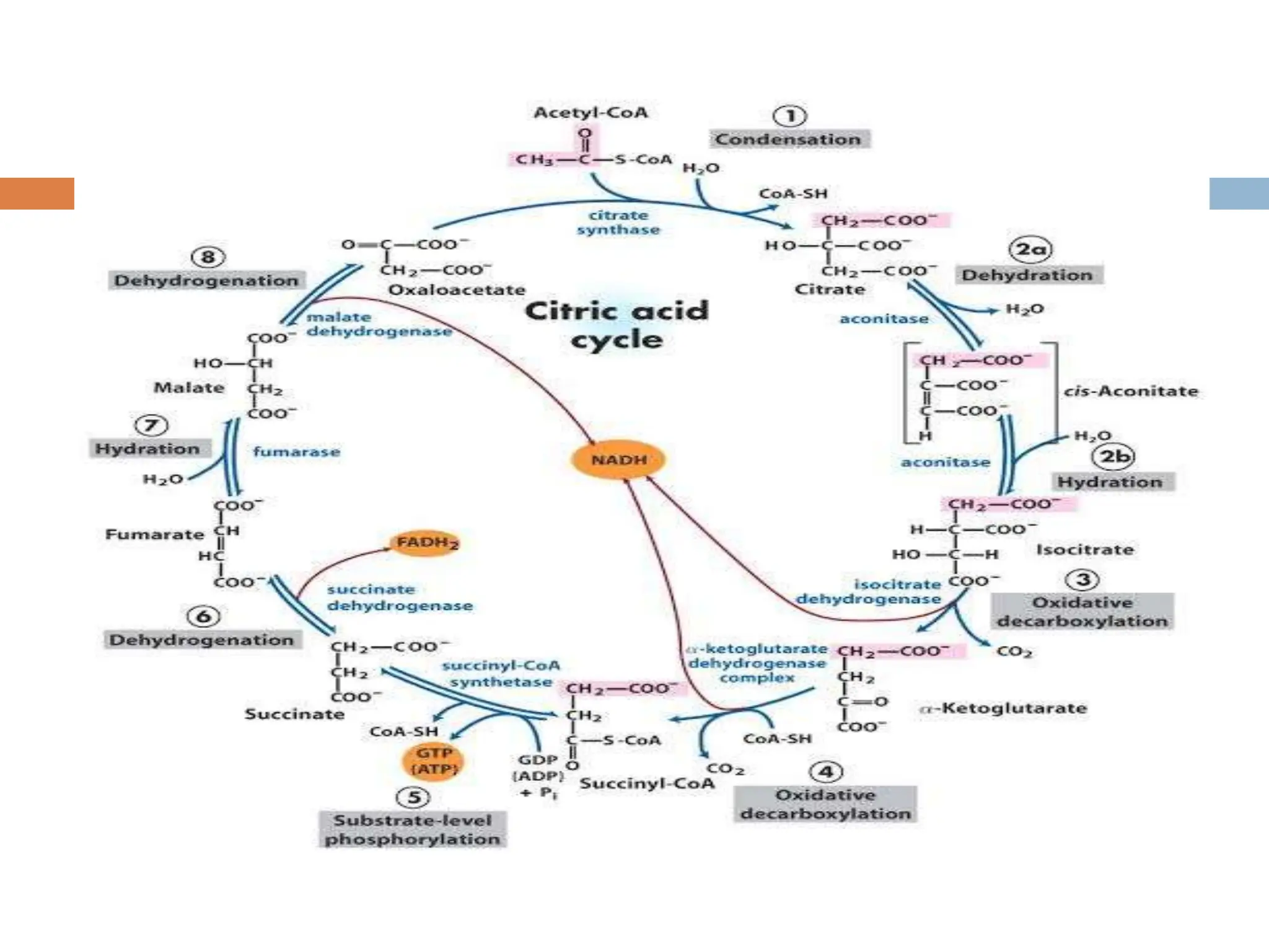 AMPHIBOLIC ROLE OF KREBS CYCLE WITH SPECIAL REFERENCE TO ANAPLEROTIC ...