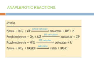 AMPHIBOLIC ROLE OF KREBS CYCLE WITH SPECIAL REFERENCE TO ANAPLEROTIC ...