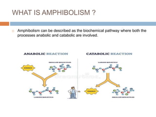 AMPHIBOLIC ROLE OF KREBS CYCLE WITH SPECIAL REFERENCE TO ANAPLEROTIC ...