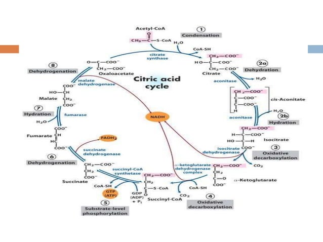 AMPHIBOLIC ROLE OF KREBS CYCLE WITH SPECIAL REFERENCE TO ANAPLEROTIC ...