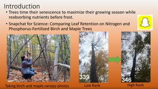 Phenology of leaf senescence:it's LIT(ter) | PPT