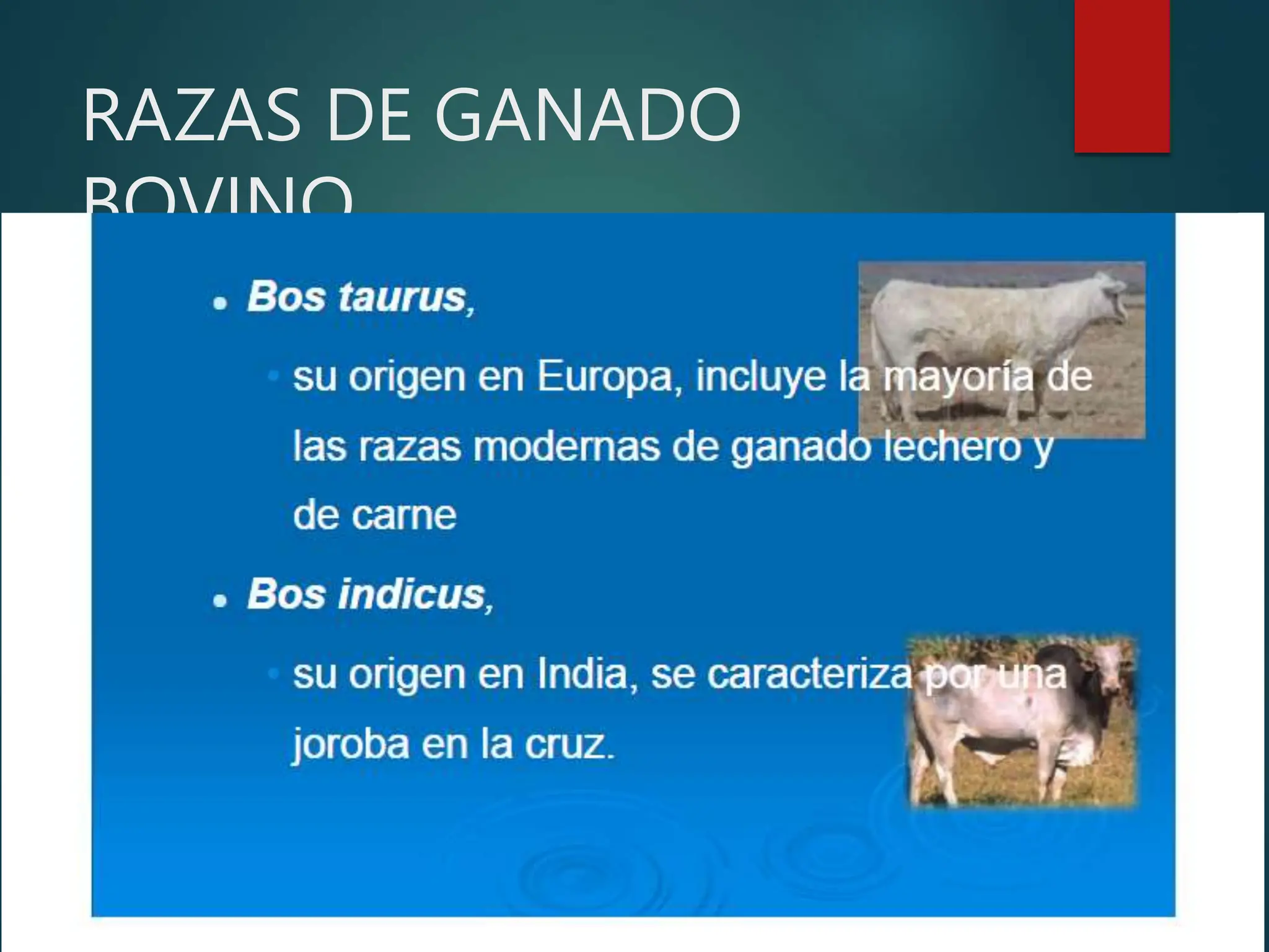 Morfologia y razas de ganado criolla y de carne | PPTX
