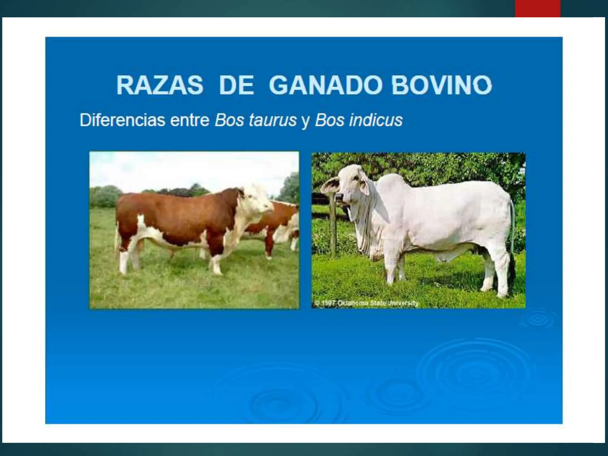 Morfologia y razas de ganado criolla y de carne | PPTX