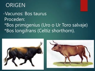 Morfologia y razas de ganado criolla y de carne | PPTX