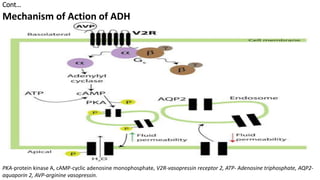 Morongwa Saku-Hormones Regulating Blood Pressure 1.pptx