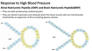 Morongwa Saku-Hormones Regulating Blood Pressure 1.pptx