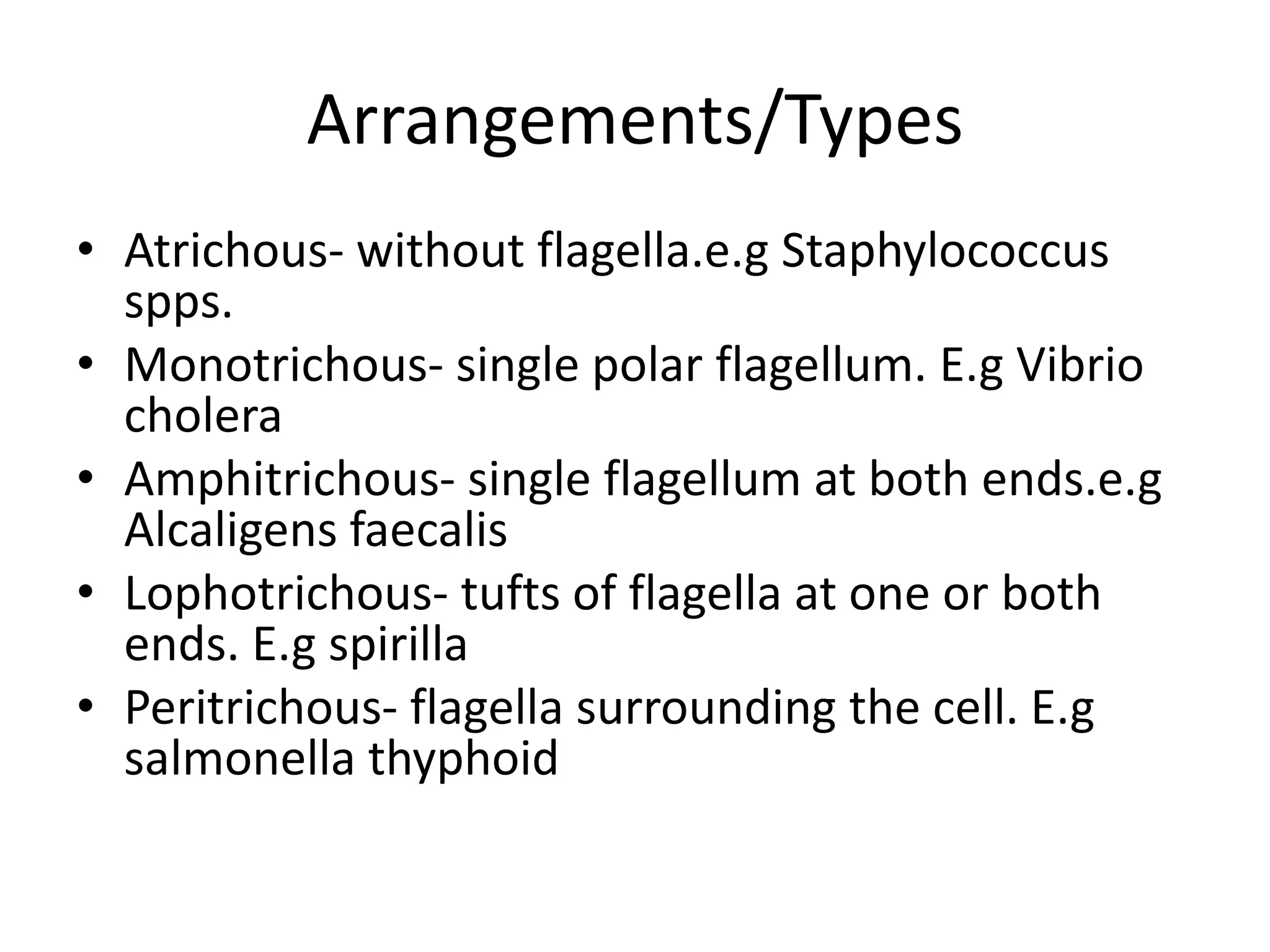 Morophology of bacteria | PPTX