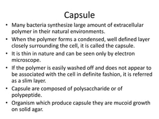 Morophology of bacteria | PPTX