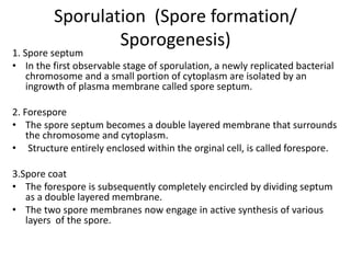 Morophology of bacteria | PPTX