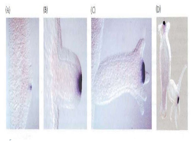 Morphallactic Regeneration in Hydra.pptx