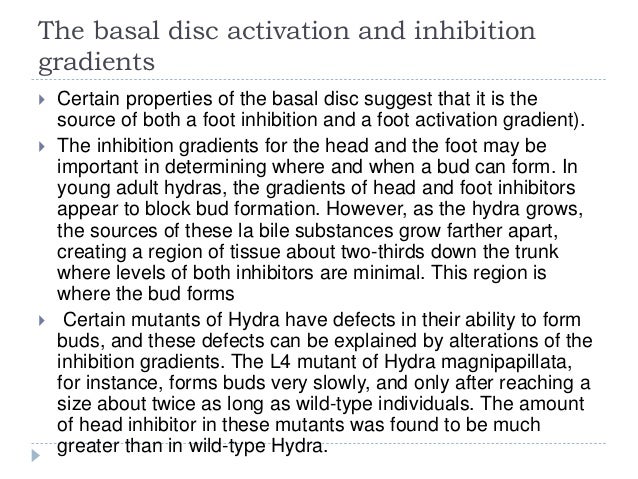 Morphallactic Regeneration in Hydra.pptx
