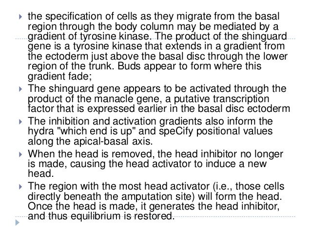 Morphallactic Regeneration in Hydra.pptx