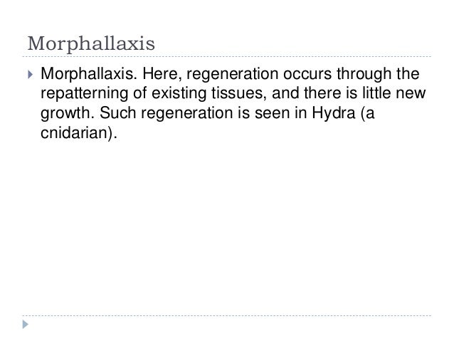 Morphallactic Regeneration in Hydra.pptx
