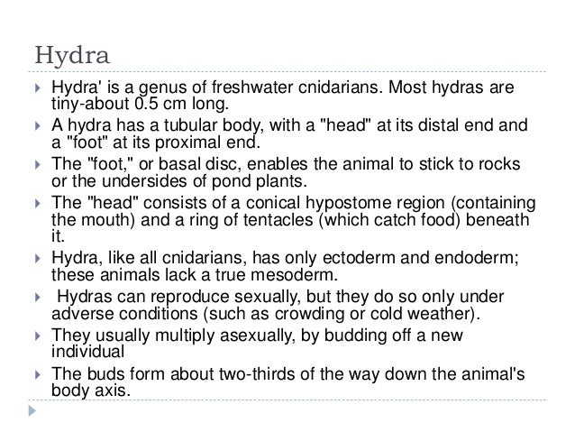 Morphallactic Regeneration in Hydra.pptx