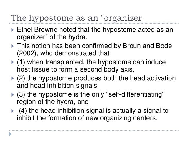Morphallactic Regeneration in Hydra.pptx