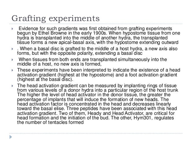 Morphallactic Regeneration in Hydra.pptx