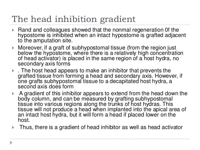 Morphallactic Regeneration in Hydra.pptx