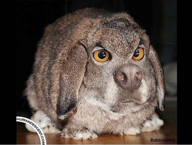 Morphings By Human Descent