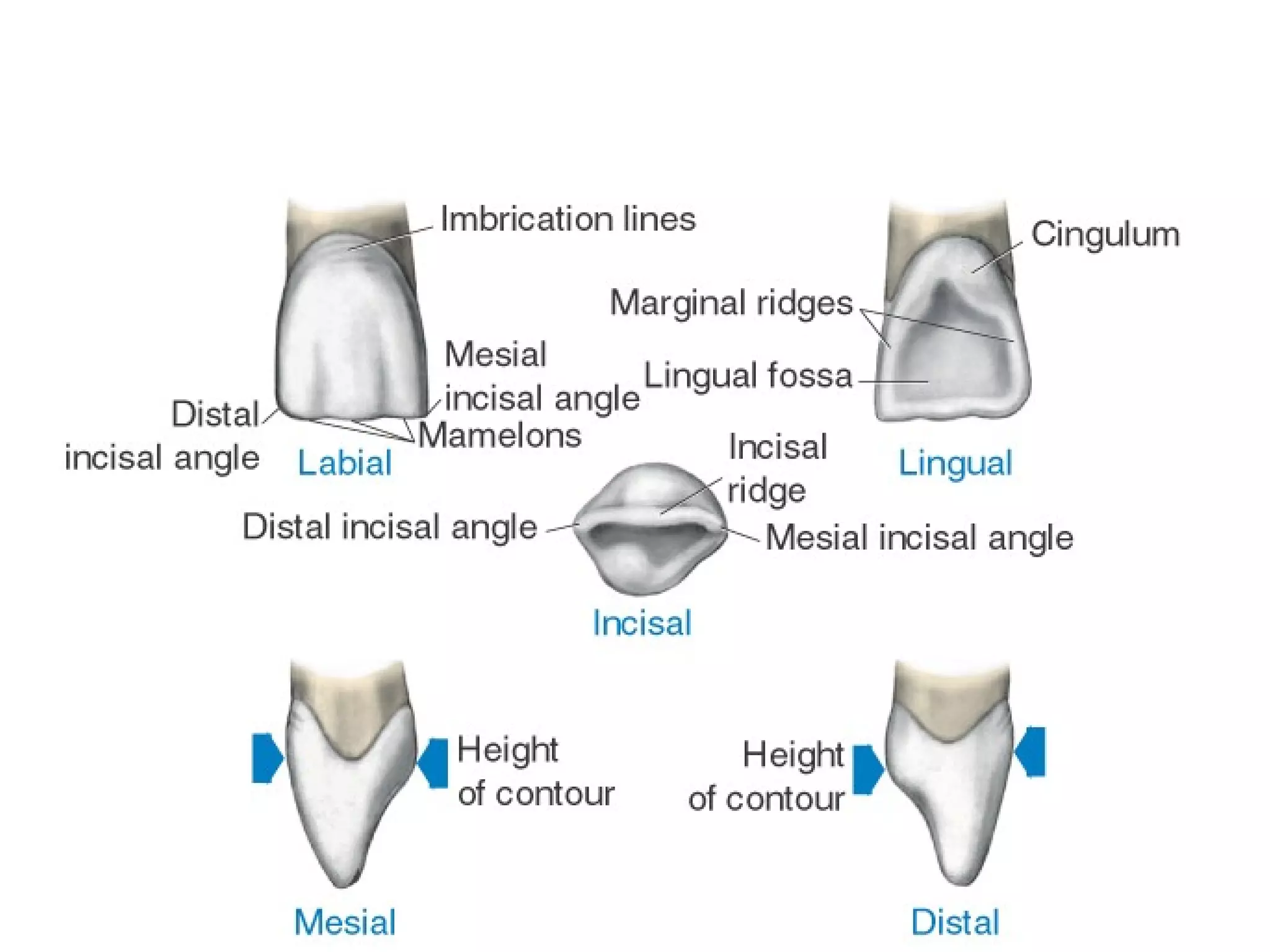 tooth Morphology central incisor | PPT