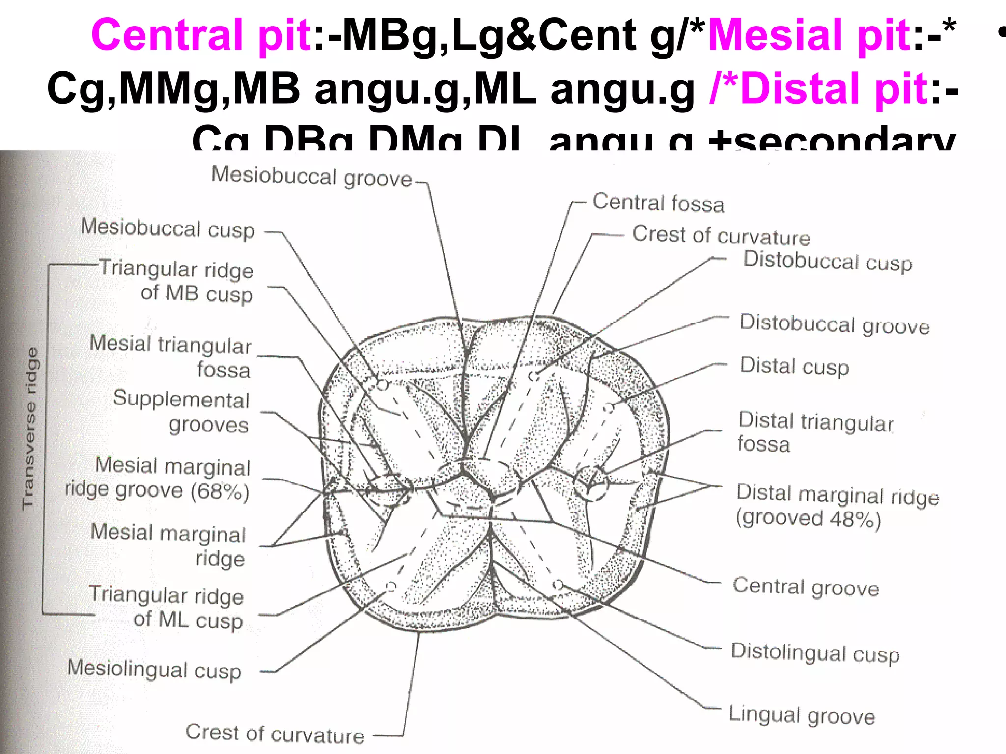 tooth Morphology central incisor | PPT