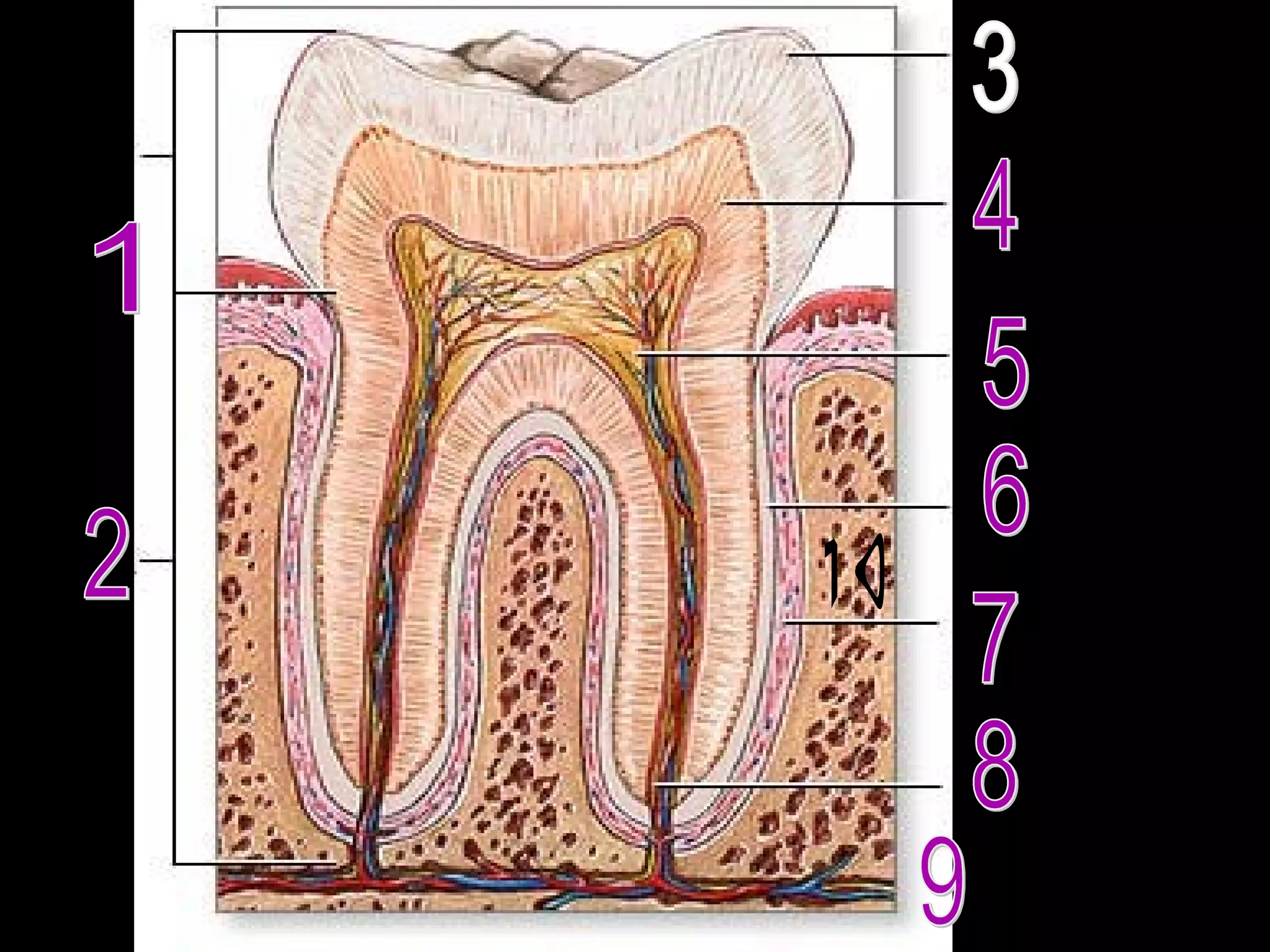 tooth Morphology central incisor | PPT