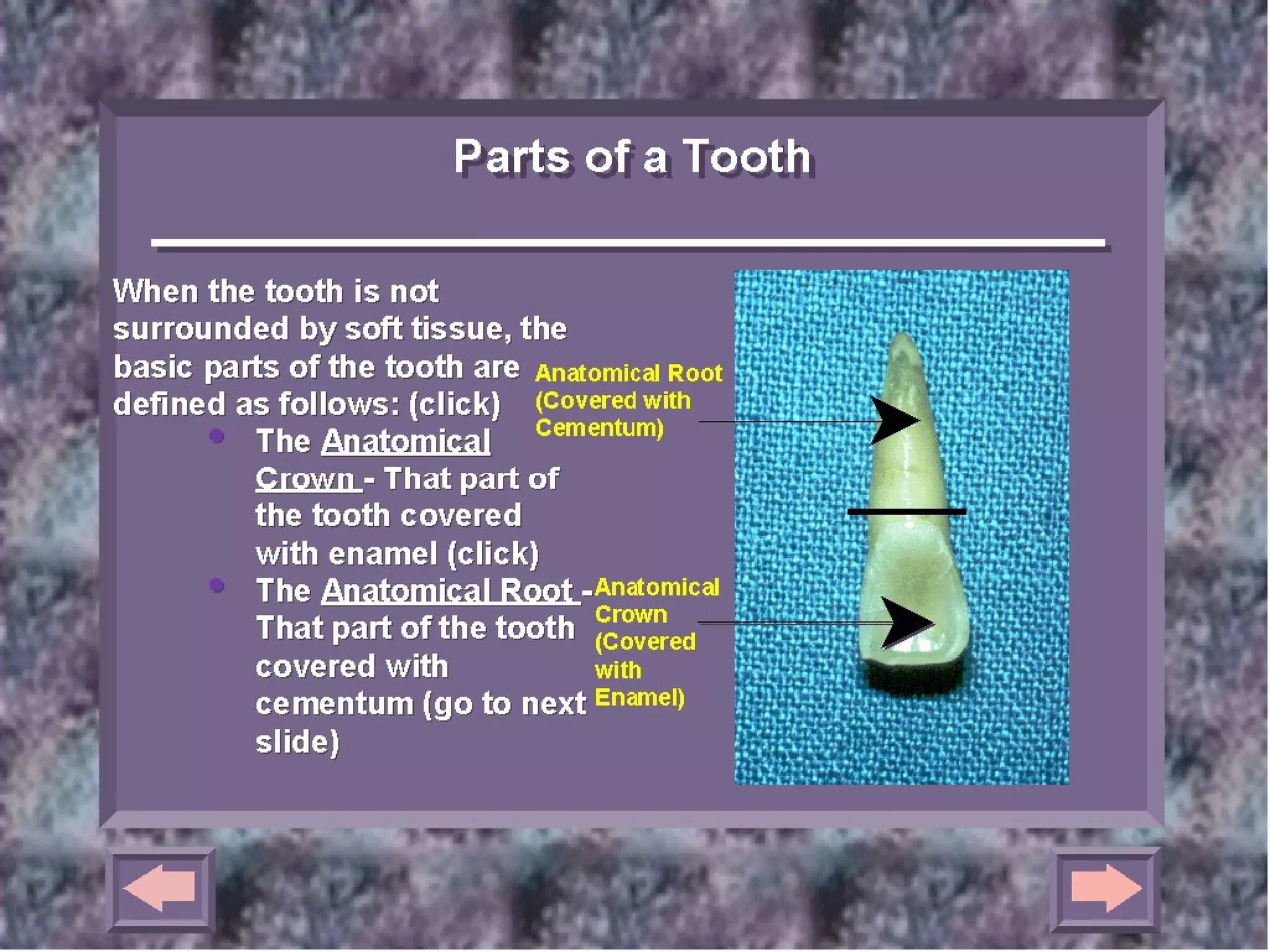tooth Morphology central incisor | PPT