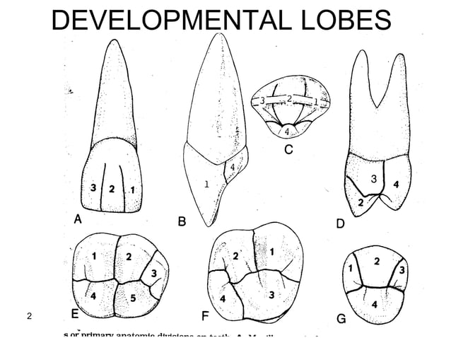 tooth Morphology central incisor | PPT