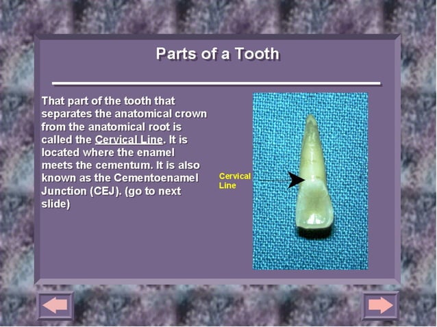tooth Morphology central incisor | PPT