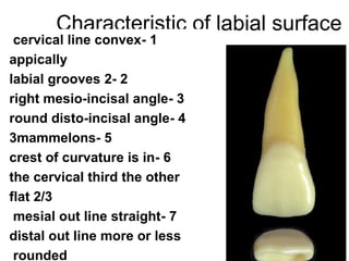 tooth Morphology central incisor | PPT