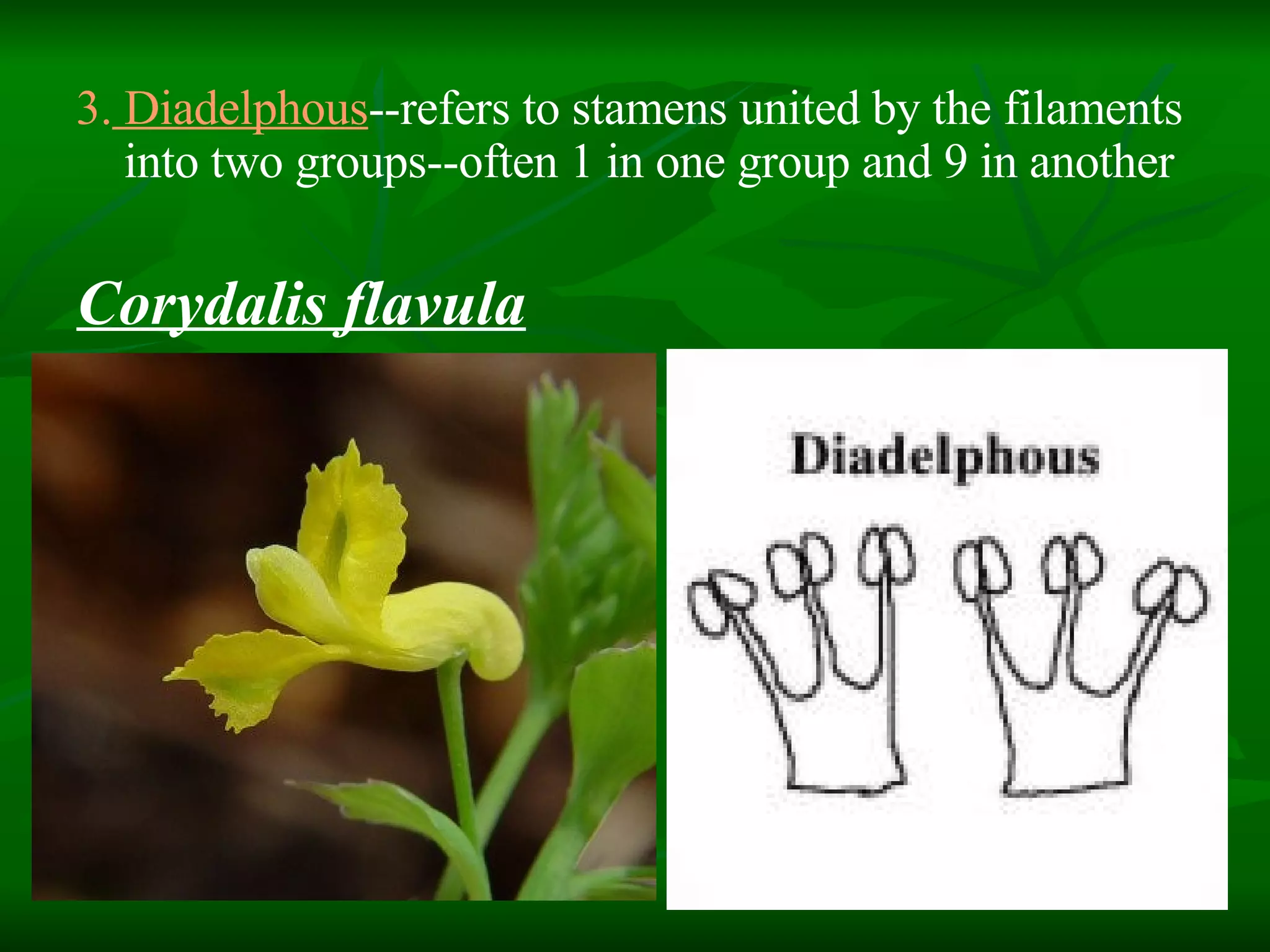 Morphoanatomy Of The Flower | PPT