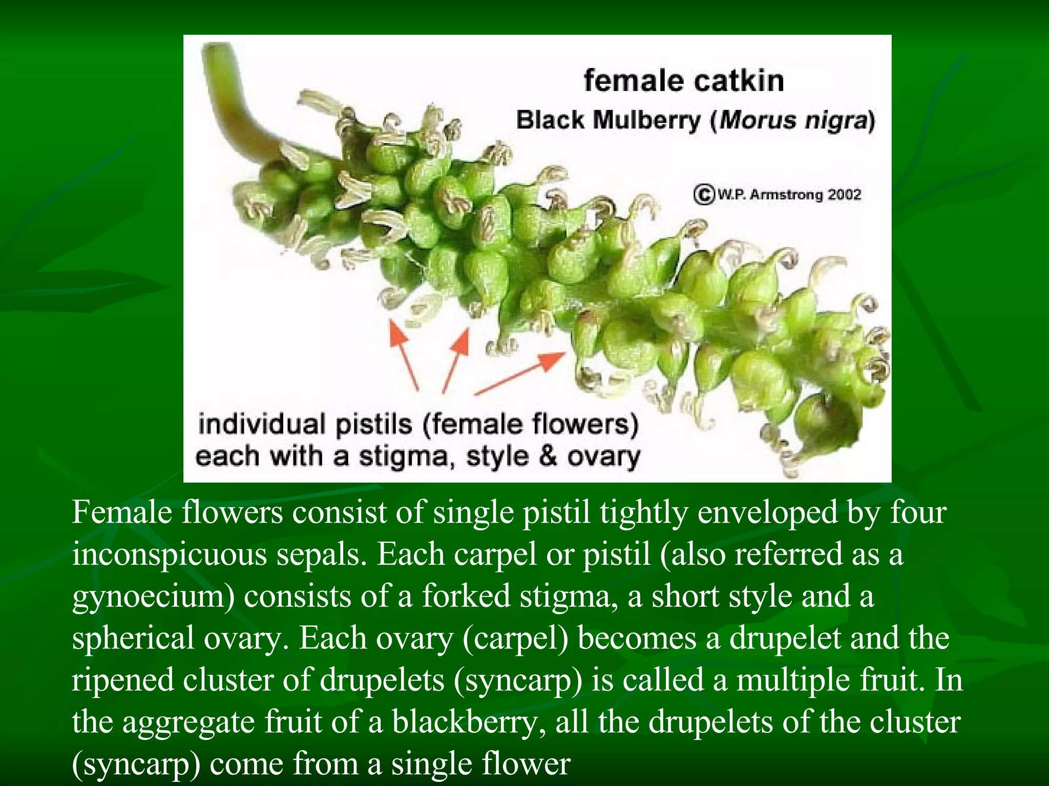 Morphoanatomy Of The Flower | PPT