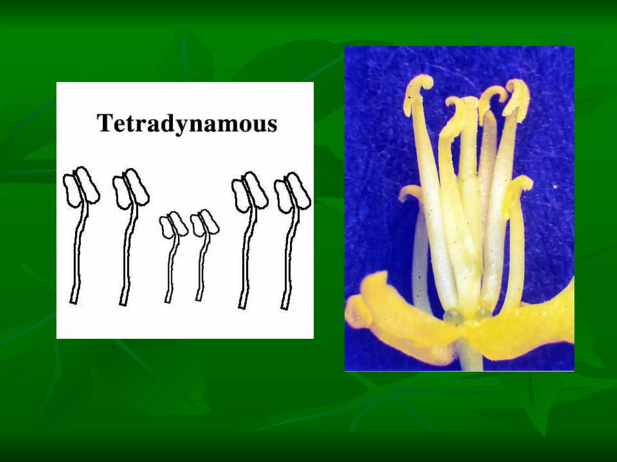 Morphoanatomy Of The Flower | PPT