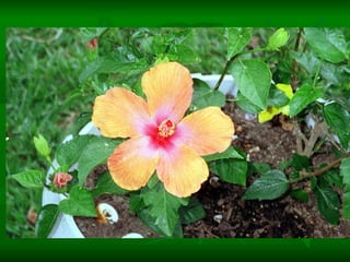 Morphoanatomy Of The Flower | PPT