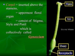 Morphoanatomy Of The Flower | PPT
