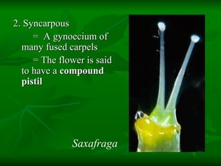 Morphoanatomy Of The Flower | PPT