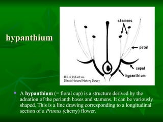 Morphoanatomy Of The Flower | PPT