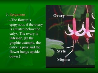 Morphoanatomy Of The Flower | PPT