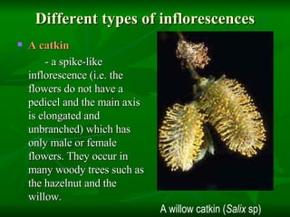 Morphoanatomy Of The Flower | PPT