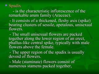 Morphoanatomy Of The Flower | PPT
