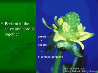 Morphoanatomy Of The Flower | PPT