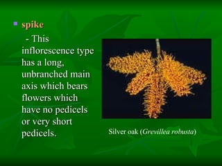 Morphoanatomy Of The Flower | PPT