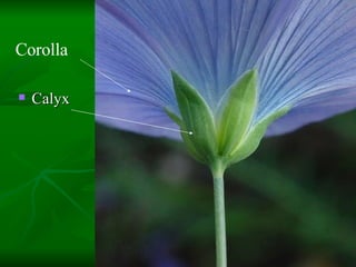 Morphoanatomy Of The Flower | PPT