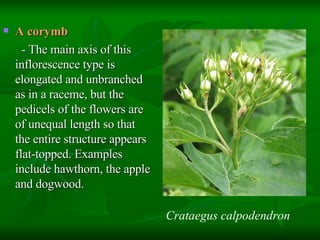 Morphoanatomy Of The Flower | PPT