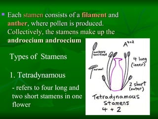 Morphoanatomy Of The Flower | PPT