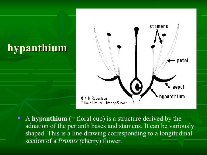Morphoanatomy Of The Flower