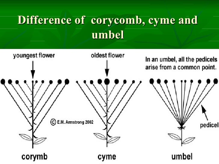 Morphoanatomy Of The Flower